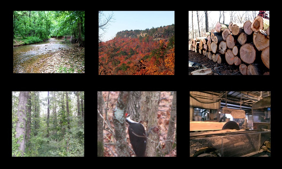 Arkansas Forestry Resources - Cooperative Extension Service